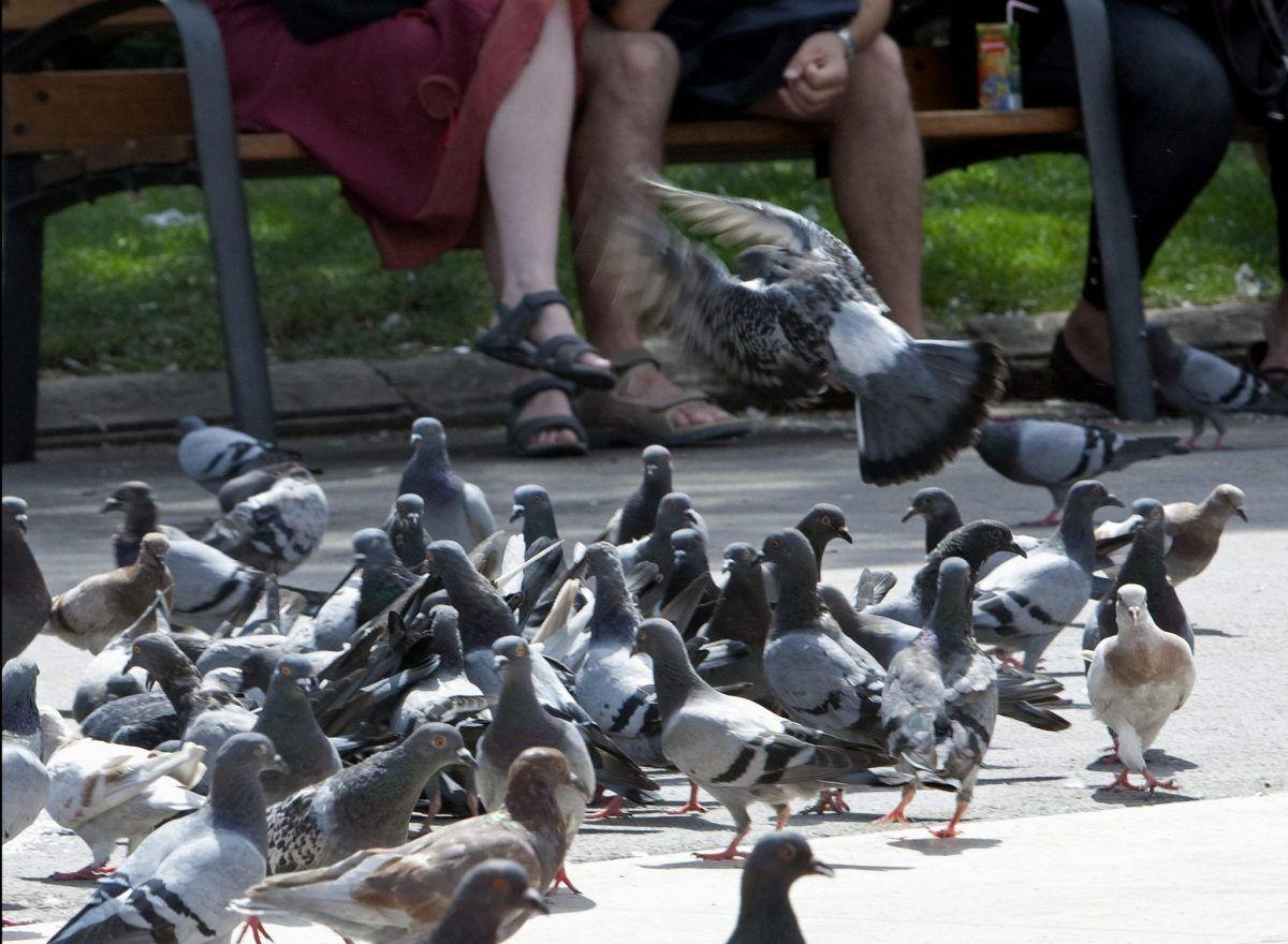 Despídete de las palomas gracias a este genial truco que las espantará ...