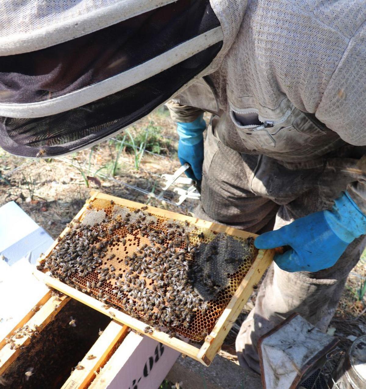 El turismo apícola llega al Baixo Miño con visitas guiadas a colmenares ...