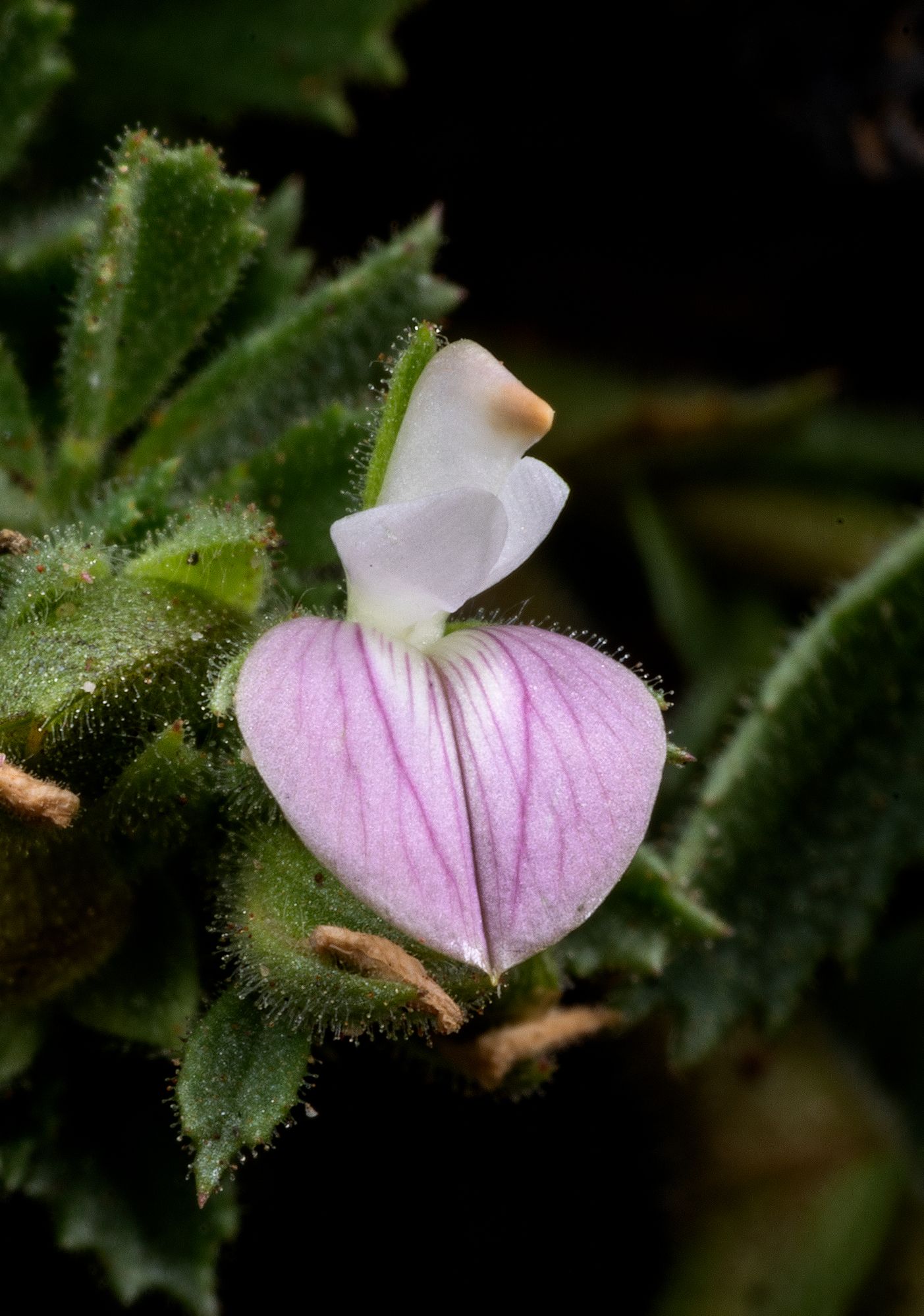 FOTOS | Flora y fauna en la base militar General Alemán Ramírez, en La ...