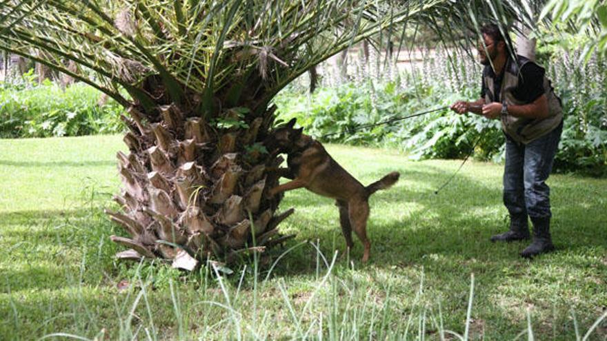 Valencia | Una empresa valenciana es pionera en el uso de perros para ...