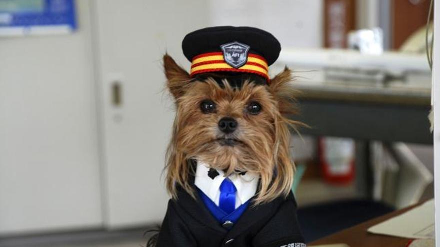 Nombran a dos gatos y un perro jefes de la estación de tren en Japón
