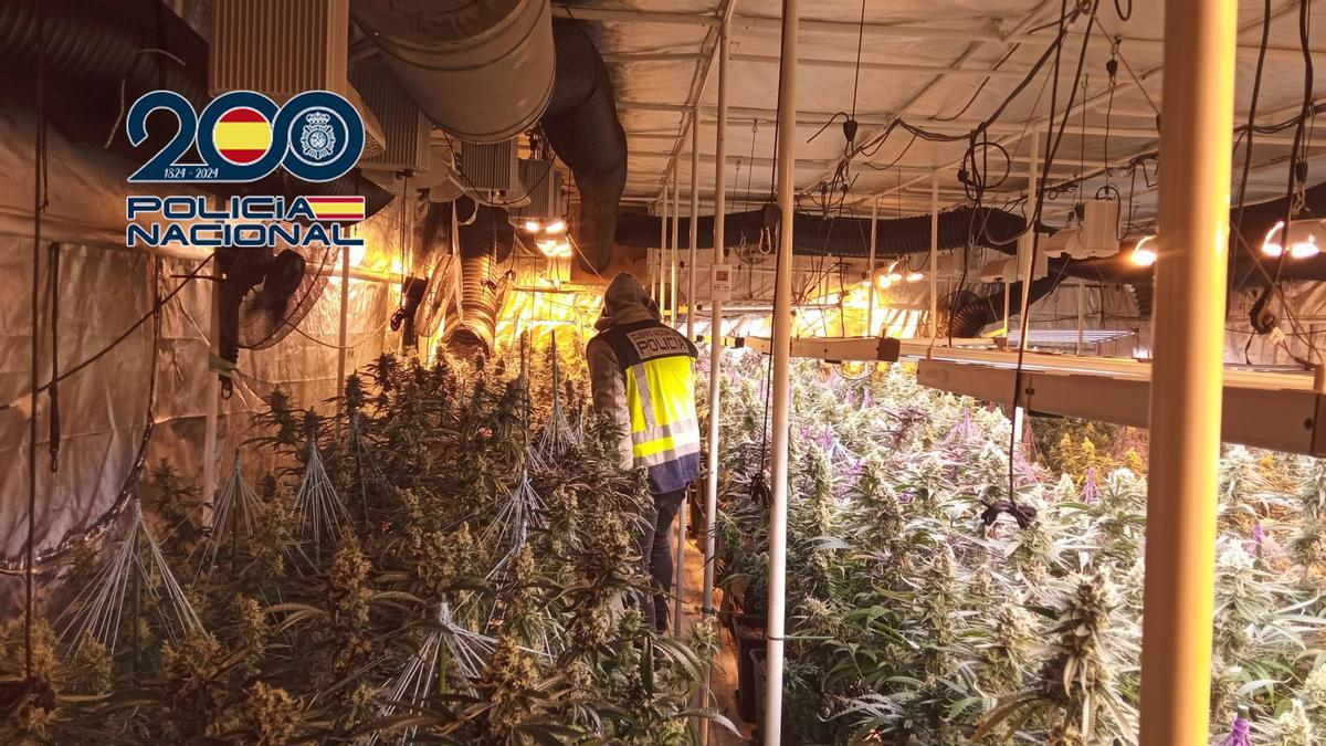 Narcotráfico | Nueve detenidos y más de mil plantas de marihuana en una operación contra el ...