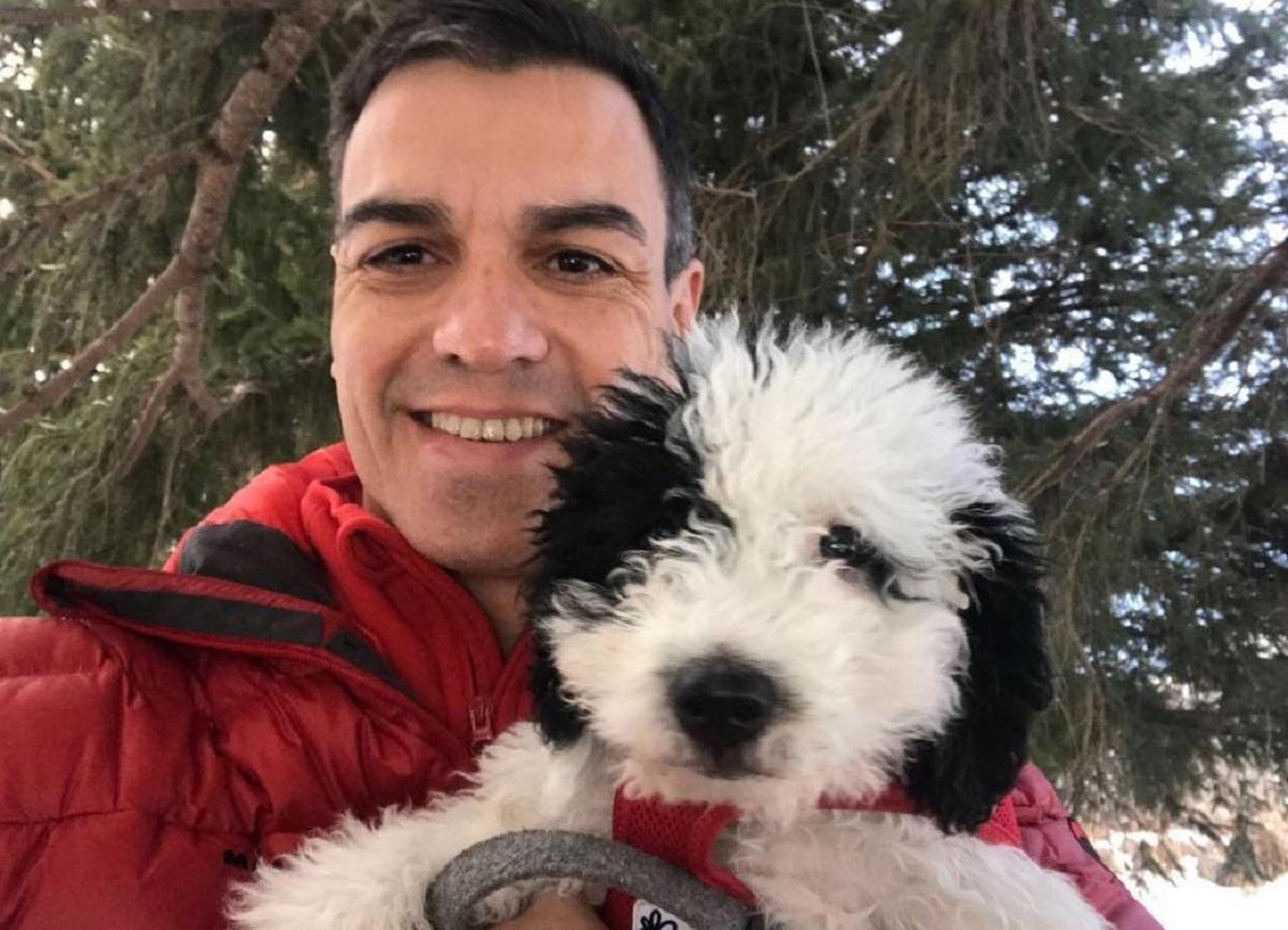 PERROS: El perro de Pedro Sánchez