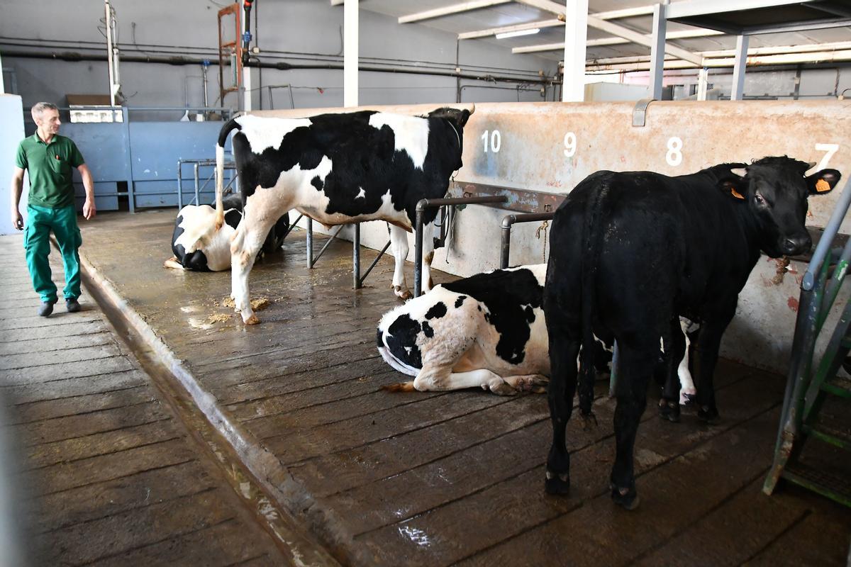 El Matadero Insular se adelanta a instalar el sistema de ...
