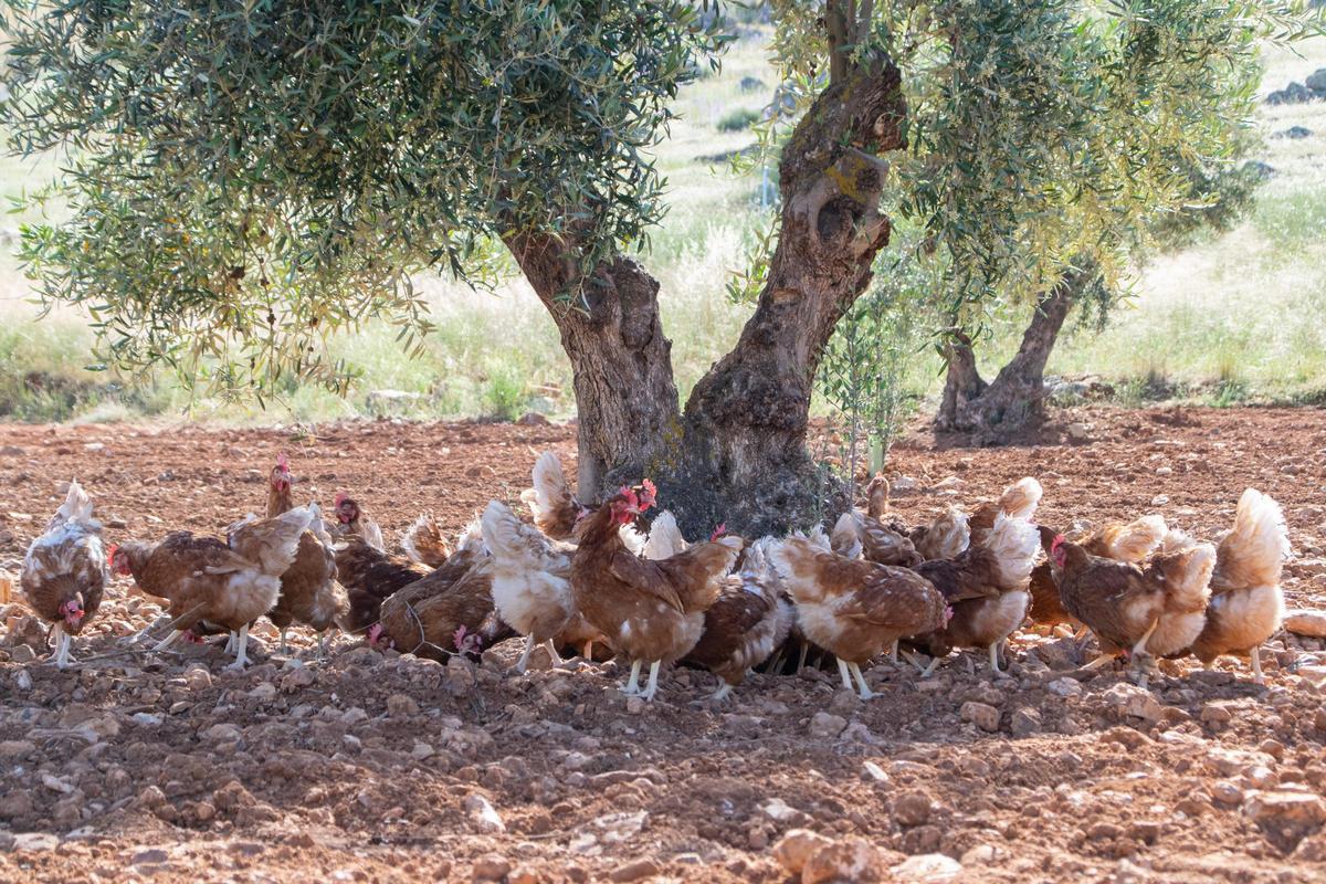La granja de 320.000 gallinas de Ribera del Fresno suma un nuevo socio ...