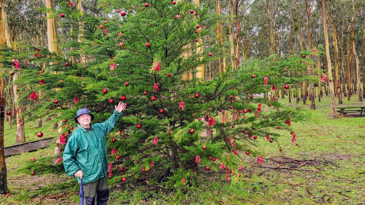 Misterio de Navidad en Rodiles: el "árbol de los deseos" regresa por ...
