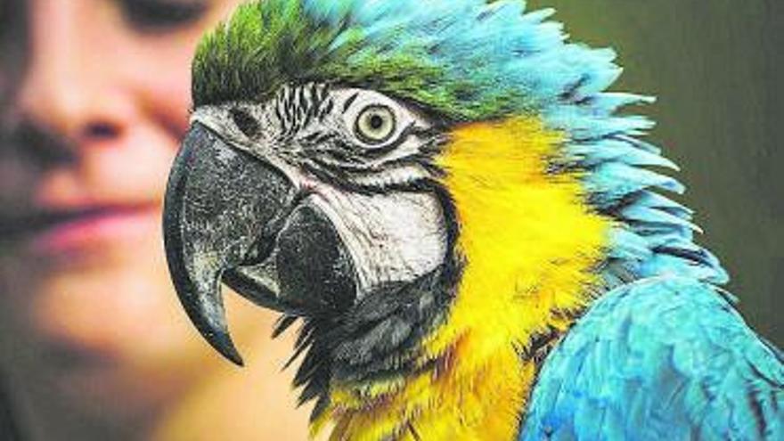 Un guaca con mucho pico - La Opinión de Murcia