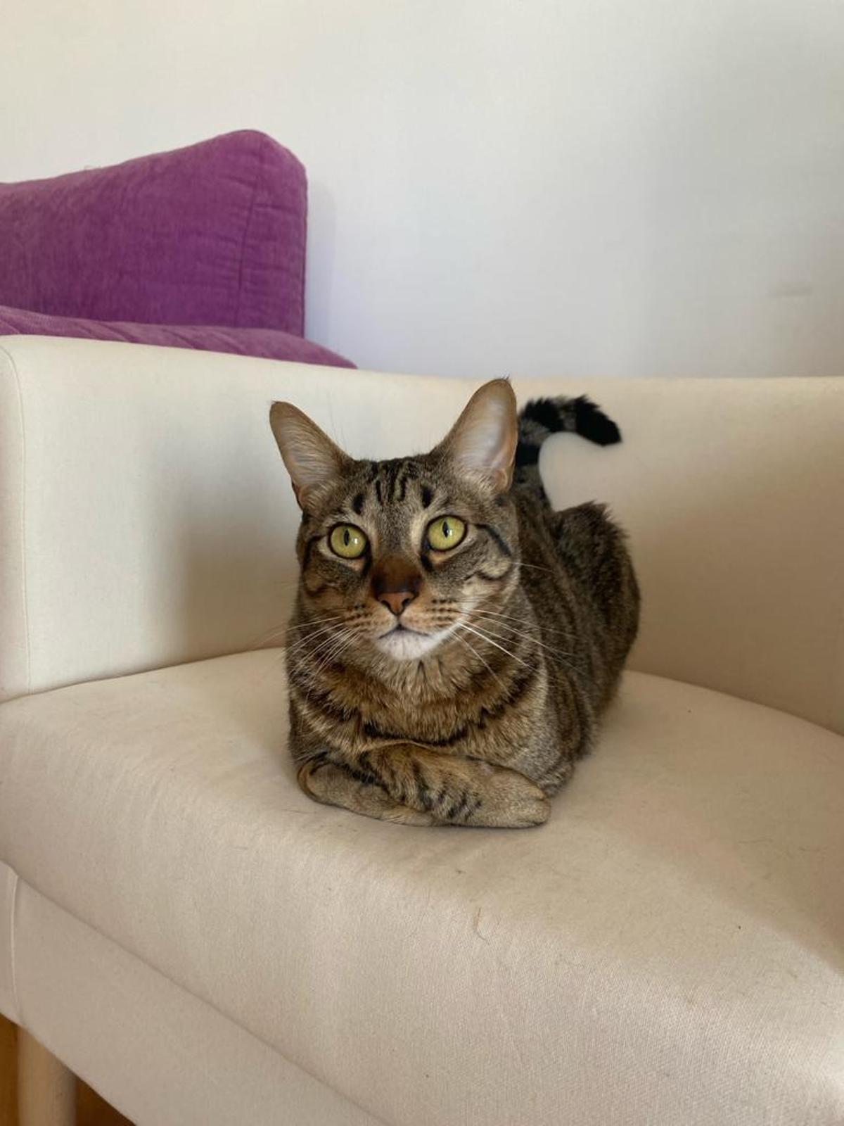 GATO SUPERVIVIENTE DEL INDENCIO: Los dueños de Coco no se explican cómo ...