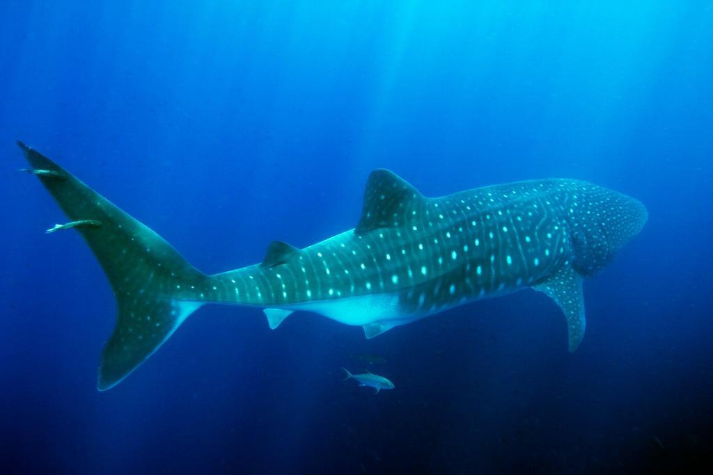 Descubren unos tiburones que brillan en la oscuridad - Viajar