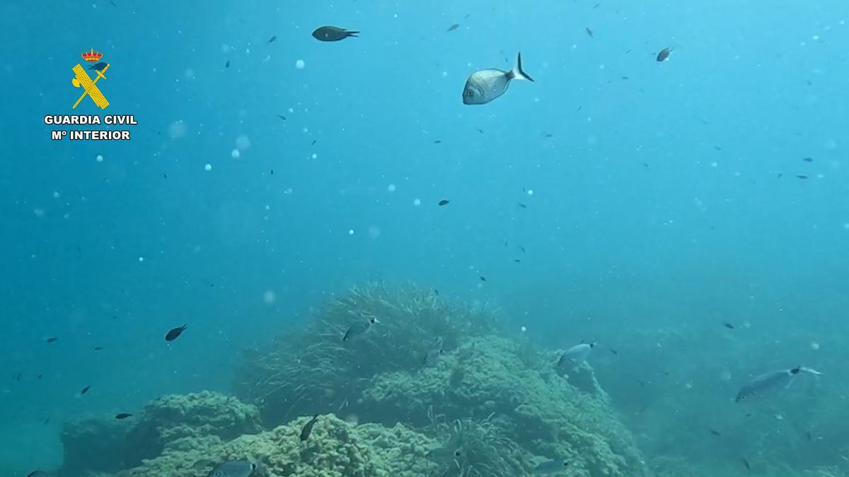 DAÑOS EN LOS FONDOS MARINOS | La Guardia Civil "pilla" a varias ...