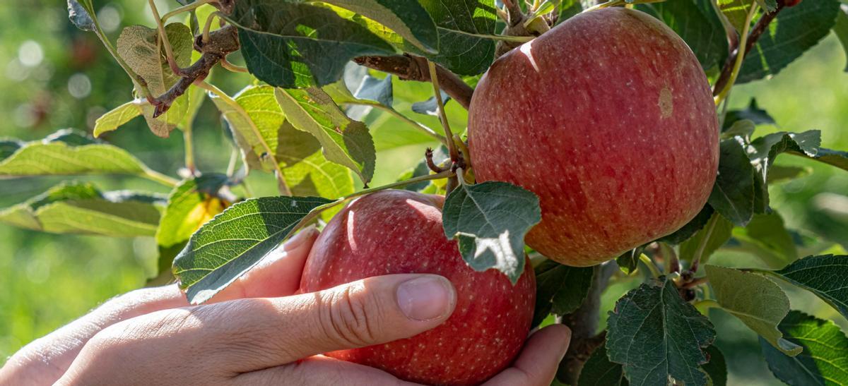 POMA EMPORDÀ I GIRONA | Els productors de Poma de Girona cullen 83.500 ...