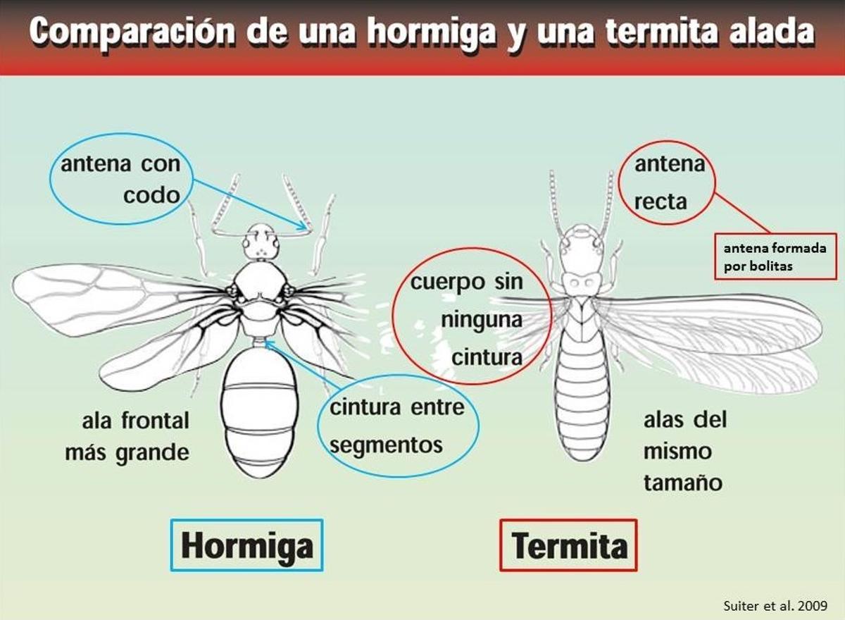 Tenerife Termite Association: Community Initiative Launched to Combat ...
