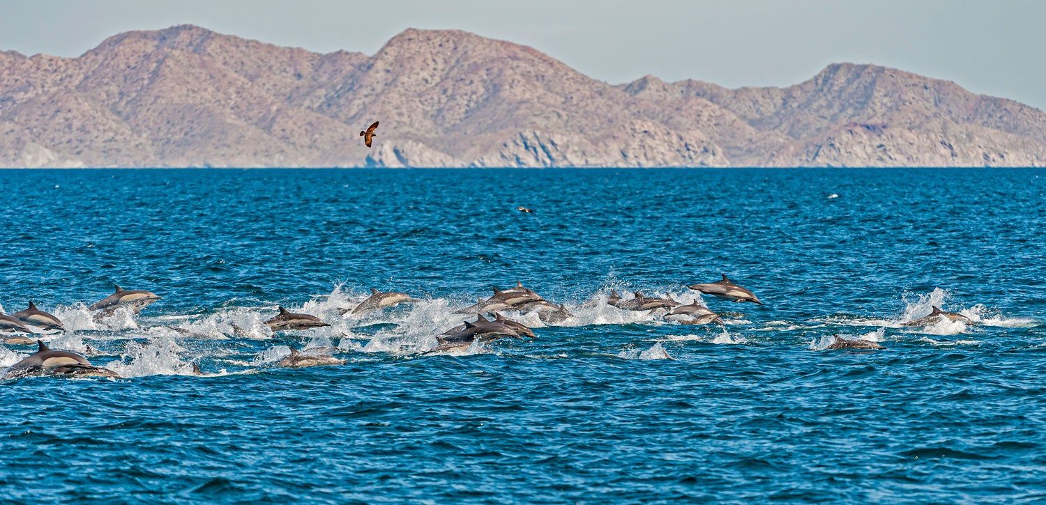 Mar de Cortés, el “acuario del mundo” según Jacques Cousteau - Viajar