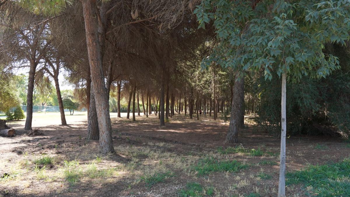 El parque de Sevilla con bosques, juegos y lagunas con patos perfecto ...