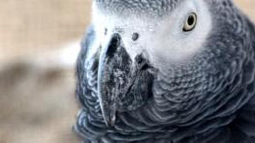 La triste e increíble historia del loro Curro