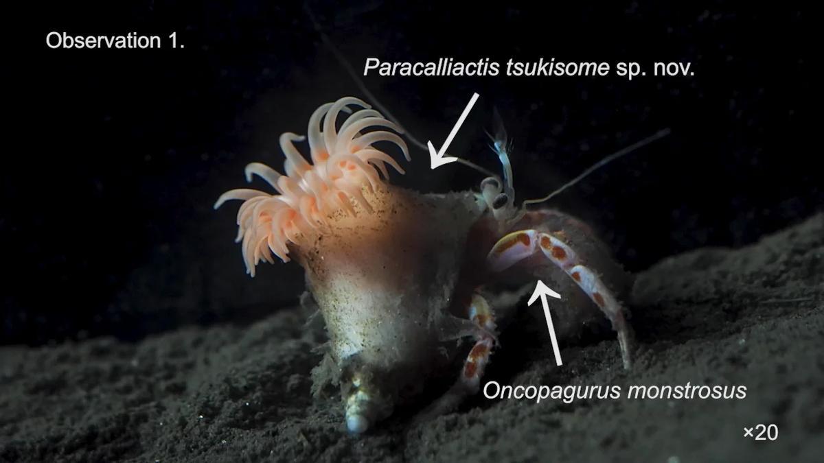 SIMBIOSIS OCÉANOS | Ayuda mutua: la anémona de mar que construye un ...