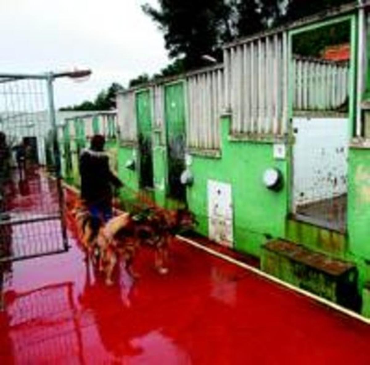 Estudiantes de veterinaria prácticarán en la perrera de BCN