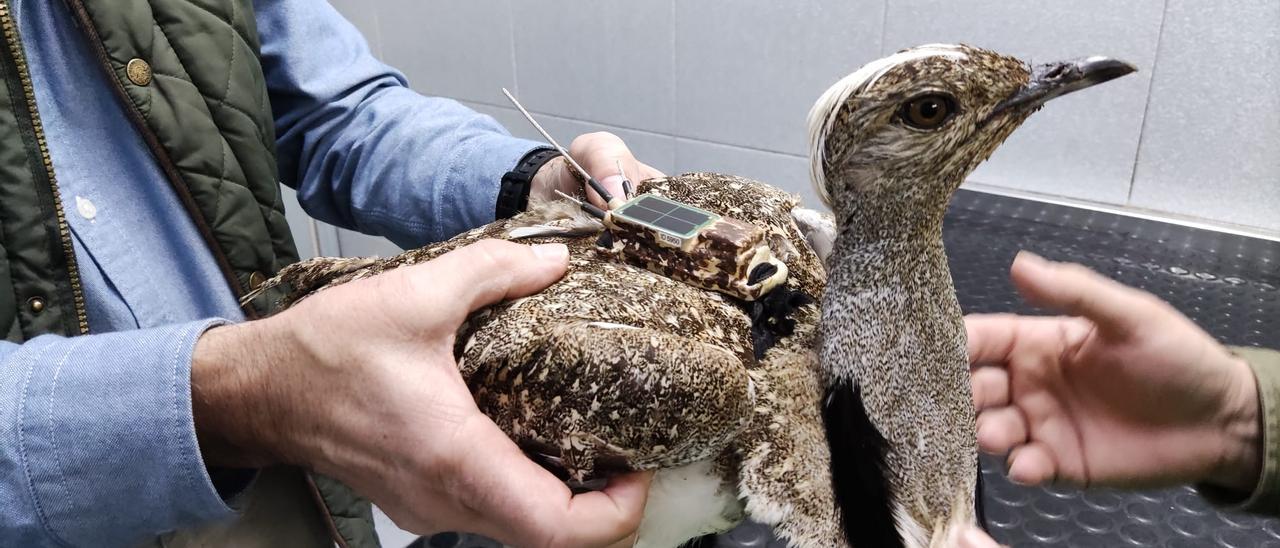 Los científicos confirman por primera vez que la hubara canaria vuela ...