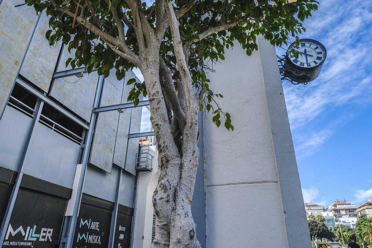CULTURA LAS PALMAS: El Edificio Miller será rehabilitado y transformado ...