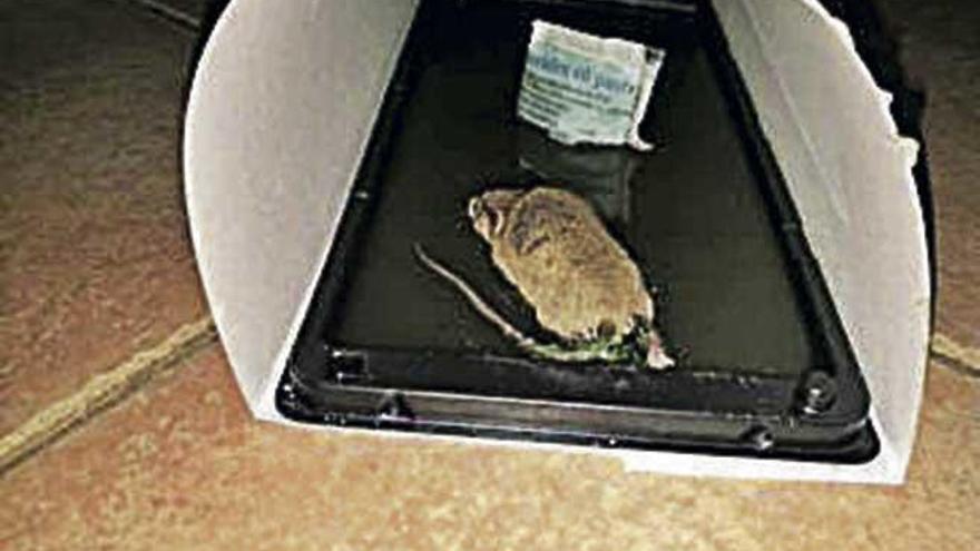 Denuncian la aparición de ratas en Camp Redó