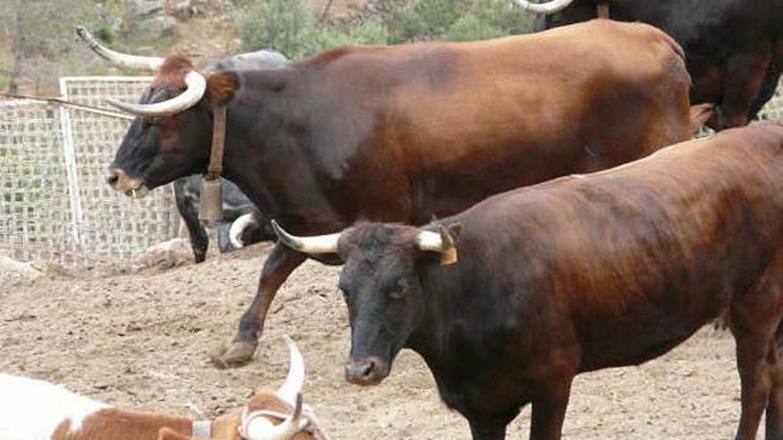 Reses para una tradición