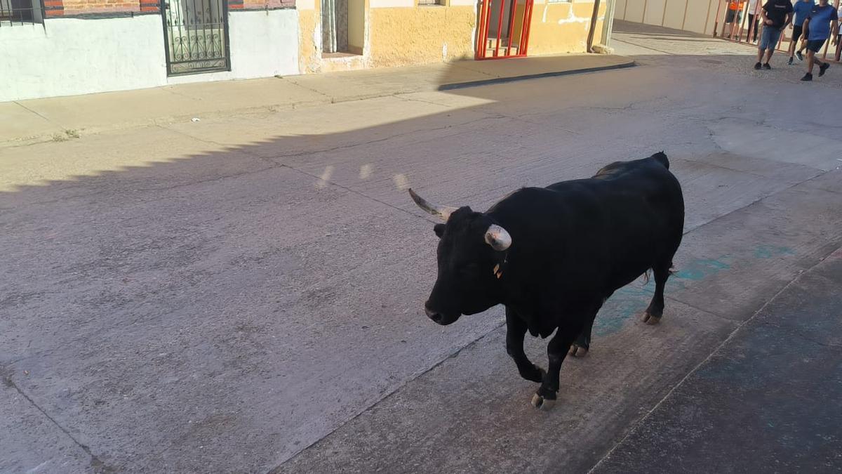 Dos toros y un novillo protagonizan el primer encierro de las fiestas ...