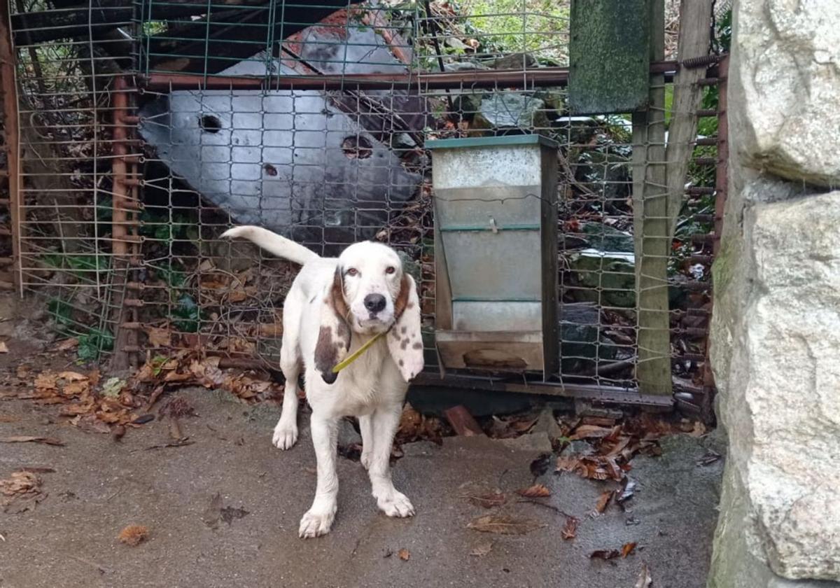 "Palomo", un perro con suerte: así es el can que cayó a un pozo de 20 ...