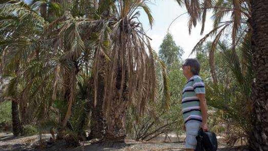 Huertos algo más que descuidados - Información