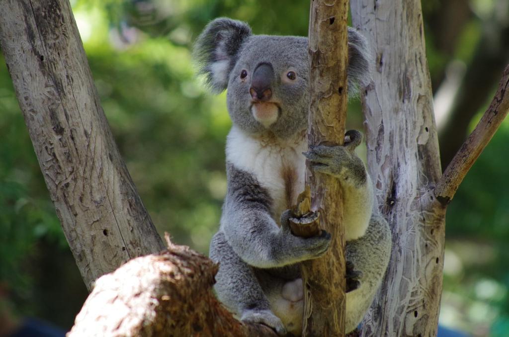 Explora el fascinante mundo animal en el Zoo de Lisboa - Viajar