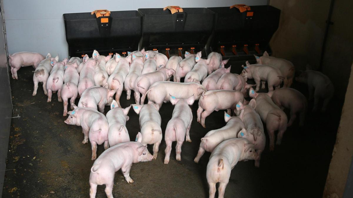 Lonja de Zamora del 30 de julio: Bajada de tres euros del precio de los ...