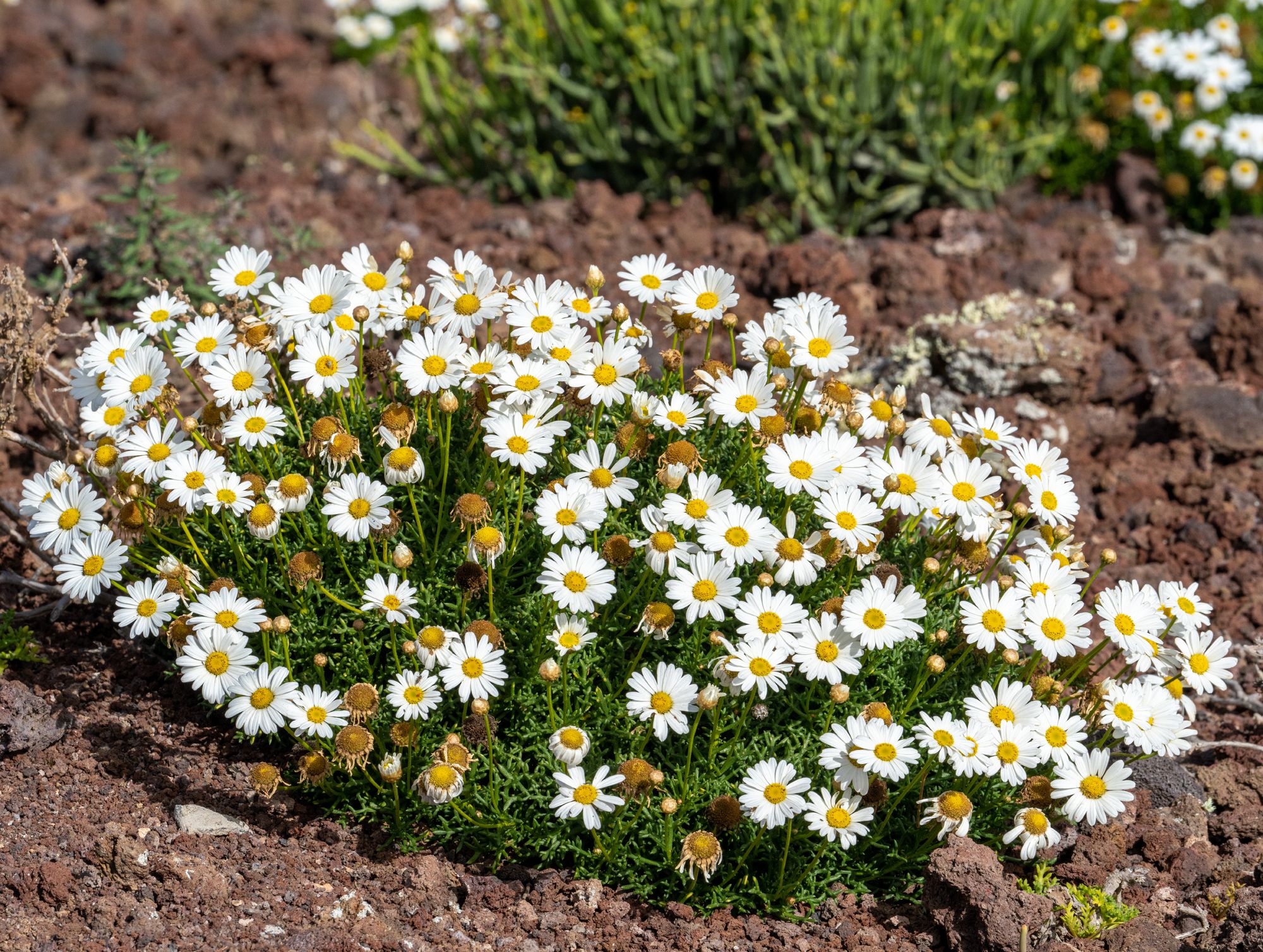 FOTOS | Flora y fauna en la base militar General Alemán Ramírez, en La ...