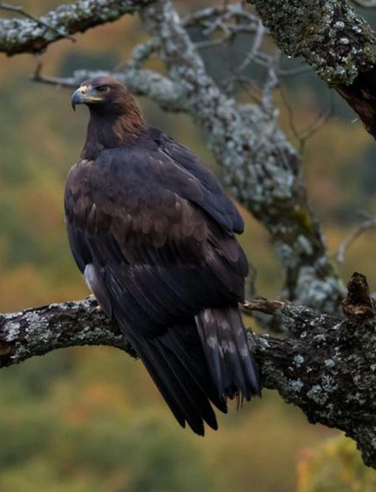 La águila negra, la reina de los cielos, corónase n'Asturies - La Nueva ...