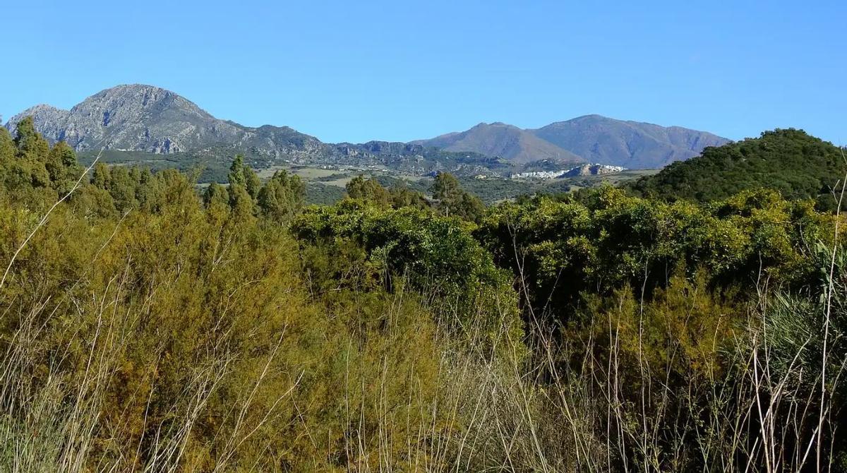 El parque de Málaga considerado una isla blanca en mitad de la sierra ...