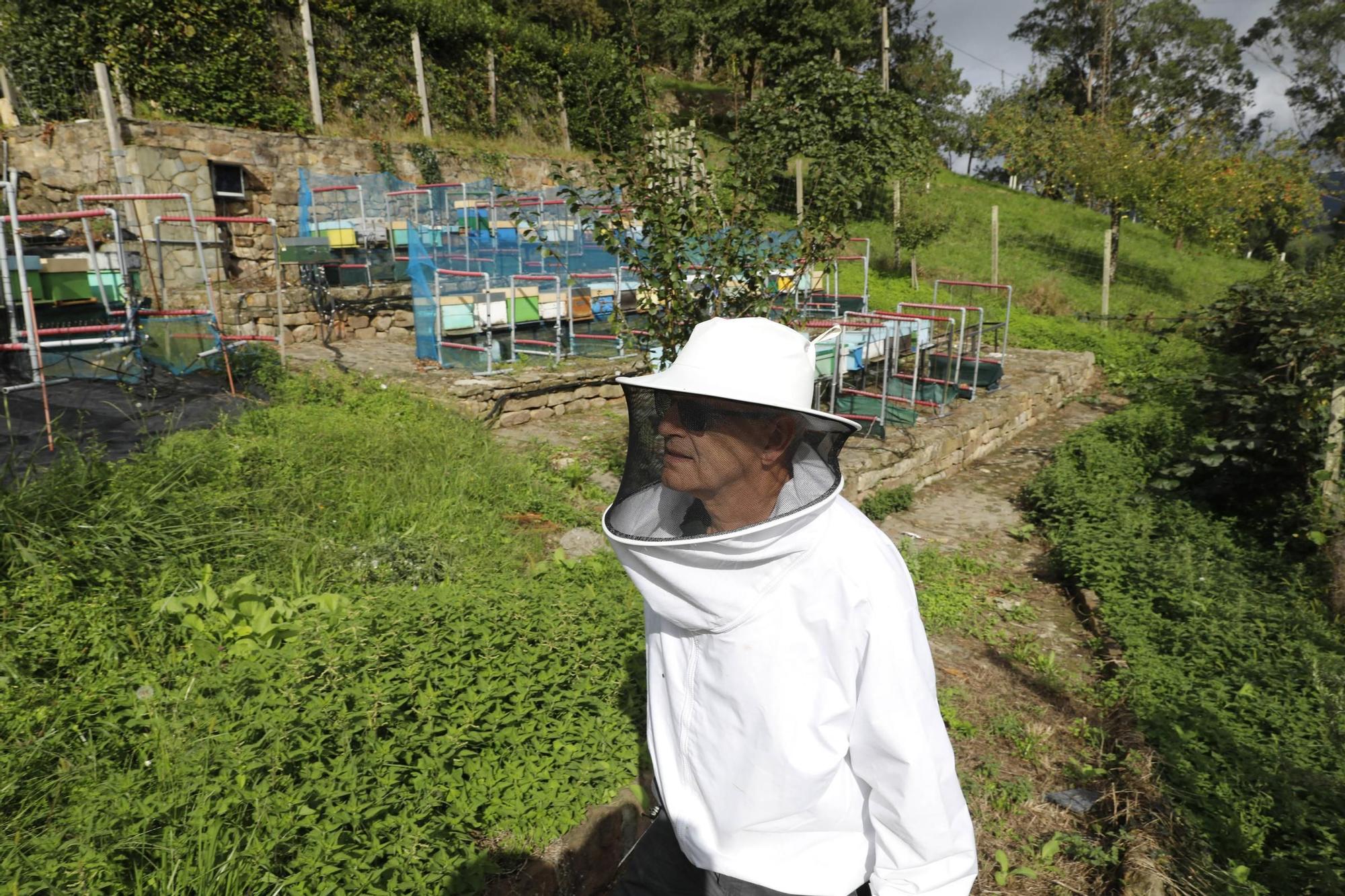 Así trabajan en el apiario del Monte Deva de Gijón (en imágenes) - La ...