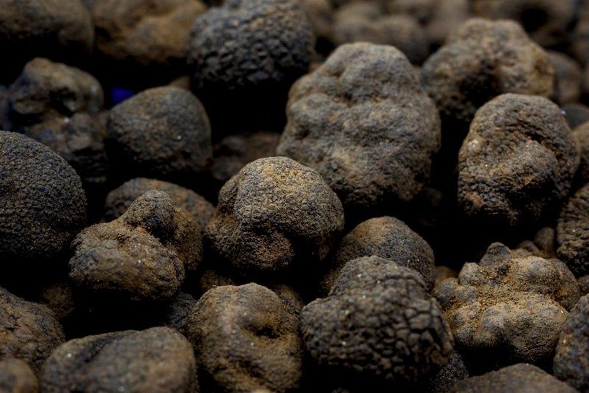 Cuatro rutas por España en busca de trufa - Viajar