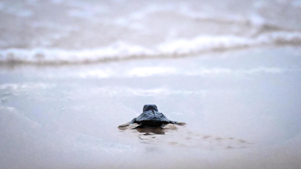 No molestes a una tortuga marina si aparece en la playa: esto es lo que ...