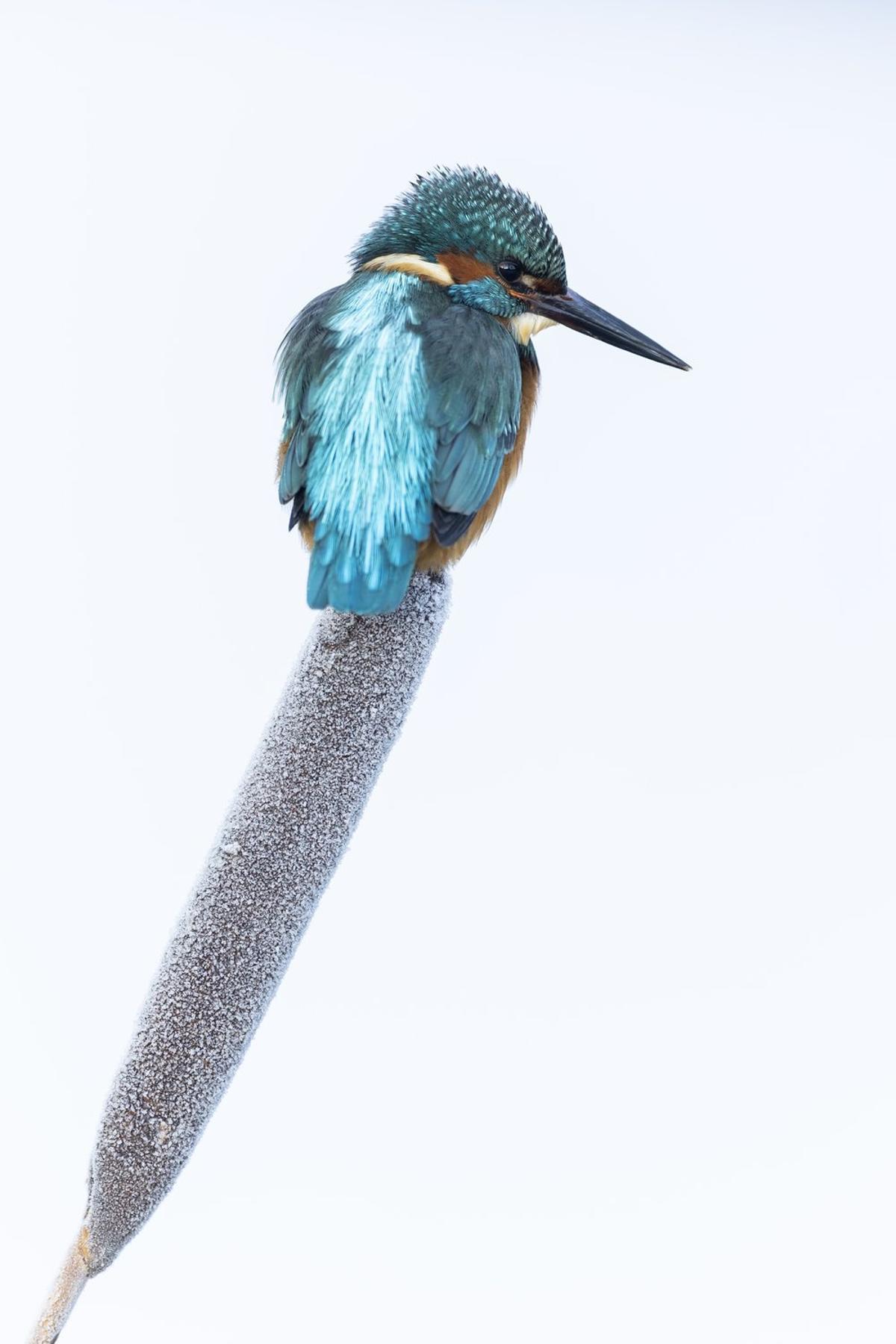 Estas son las mejores fotos de naturaleza del mundo en 2025, World ...