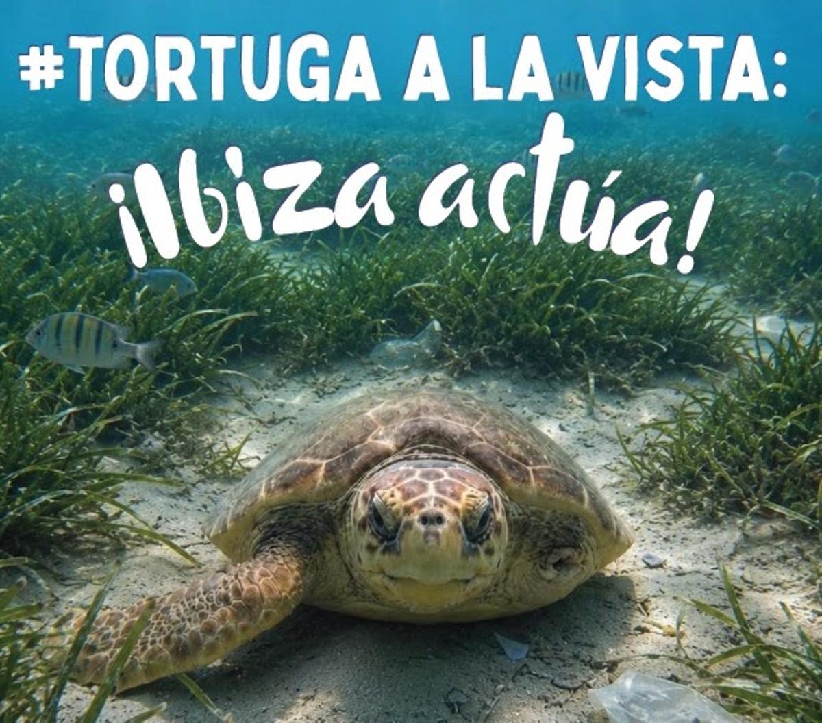PROTECCIÓN ANIMAL EN IBIZA: "Las tortugas han llegado a Ibiza y tenemos ...
