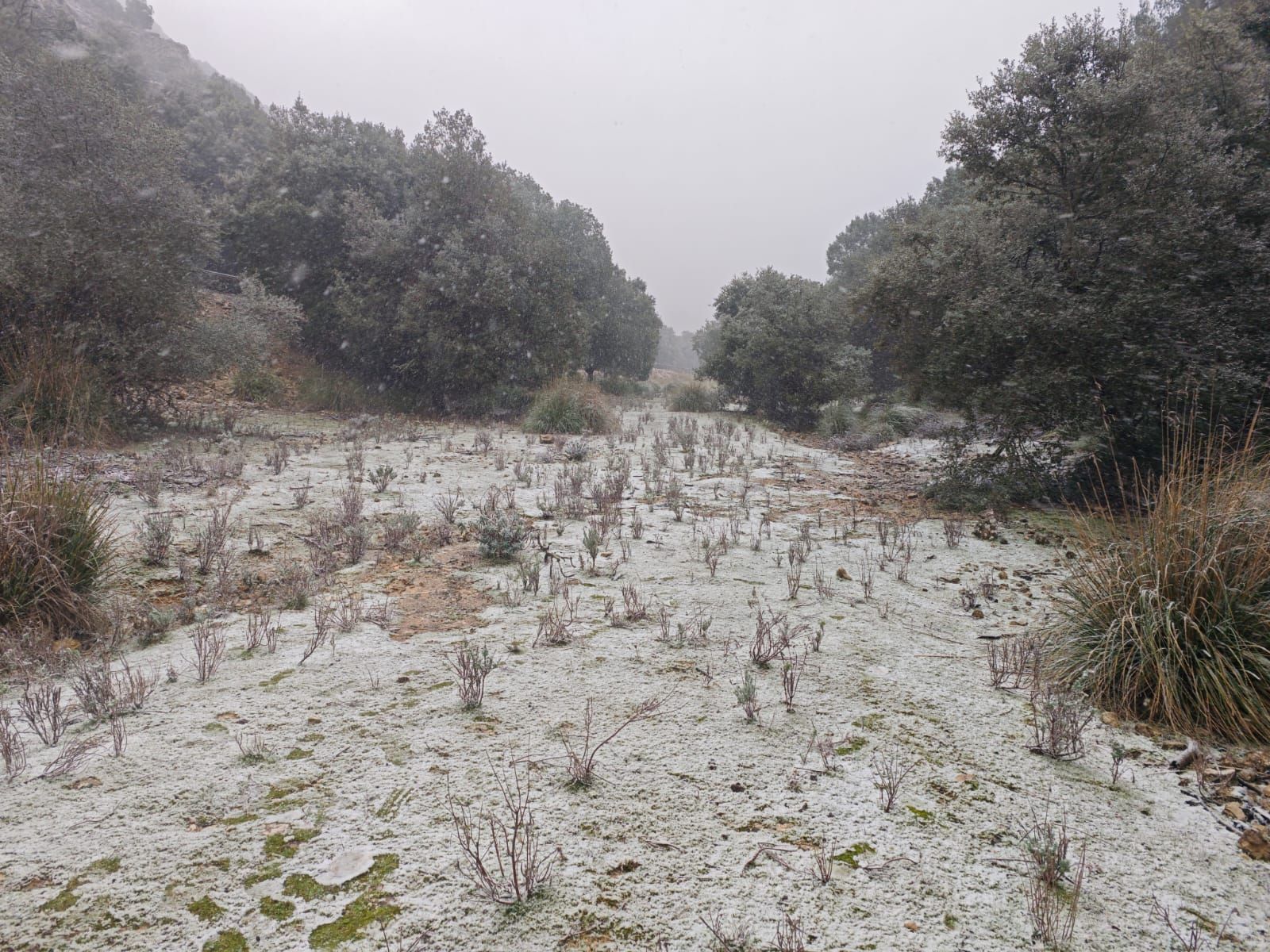 FOTOS | Nieve en la finca de Son Torrella, en la Serra. - Diario de ...