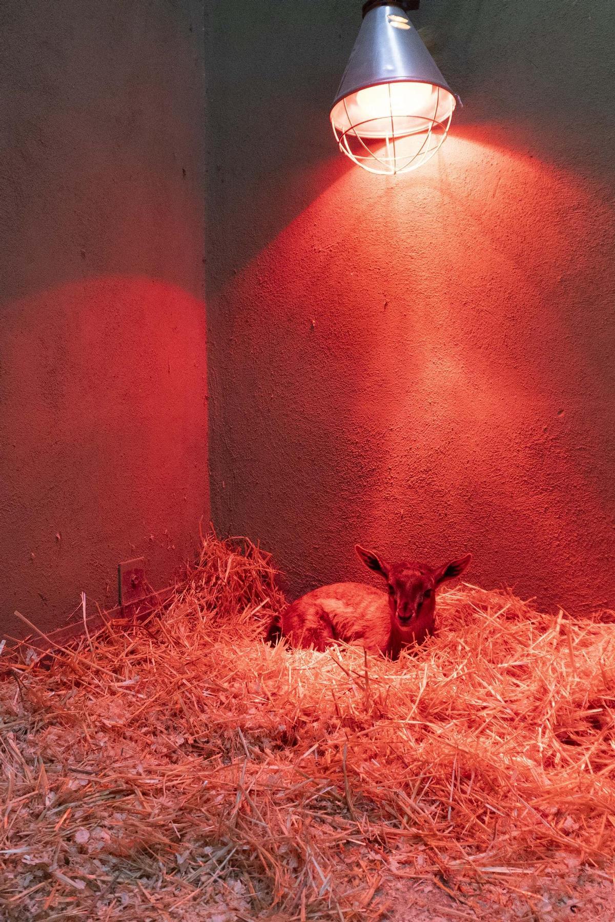 Bioparc extrema les mesures per a protegir els animals de l’onada de fred