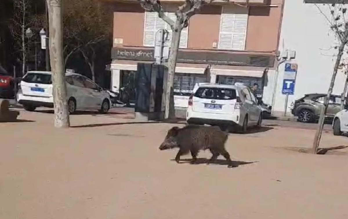 Vídeo | Un senglar es passeja pel centre de Sant Feliu de Guíxols ...