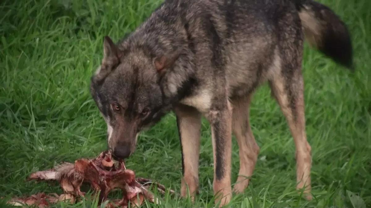 LOBOS | Chisco Lema, veterinario experto en lobos: "Hay manadas ...