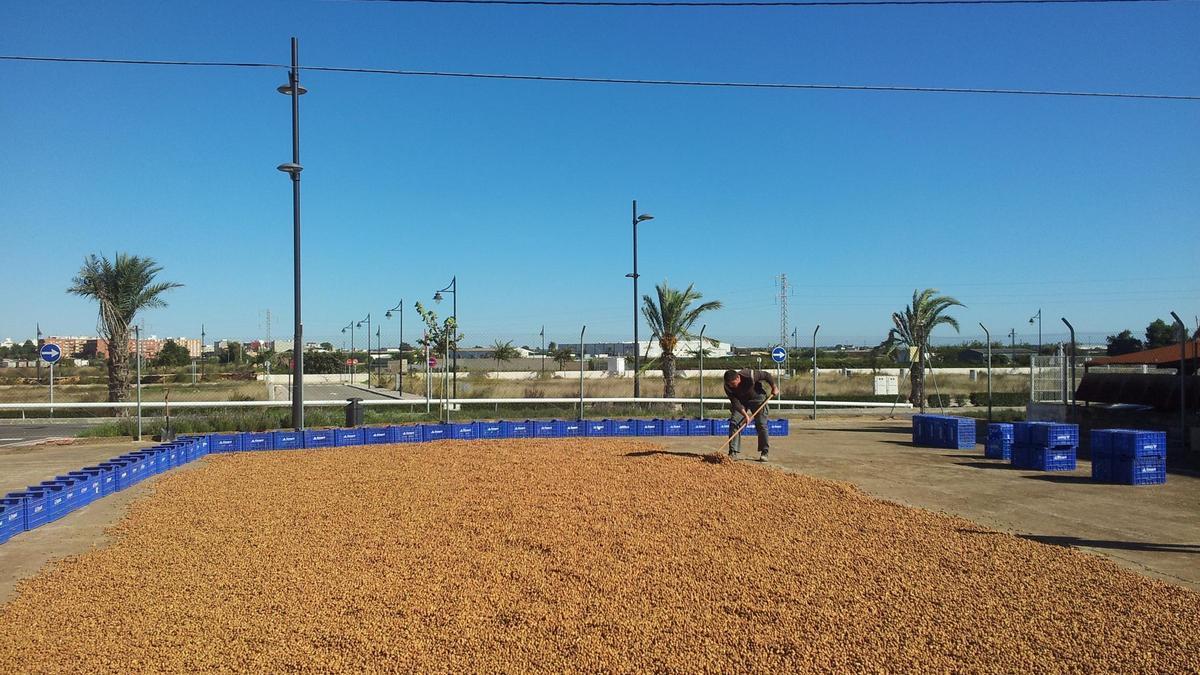 Salvar agricultura valenciana | Operación rescate del garrofó y el ...