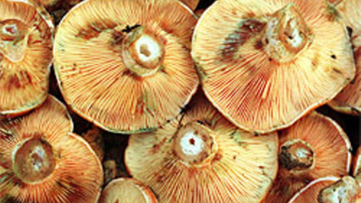 La temporada de setas empieza con buenas perspectivas - El Periódico