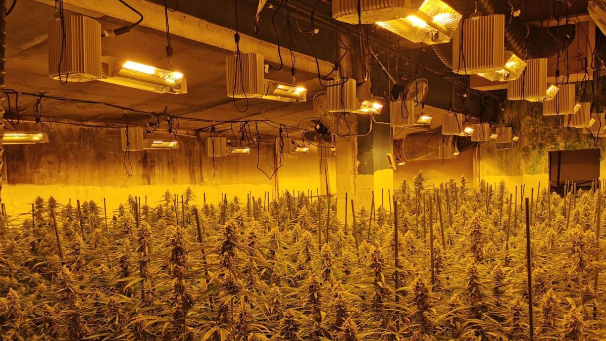 Tres detenidos y 1.526 plantas de marihuana desmanteladas en una nave industrial de Ripoll