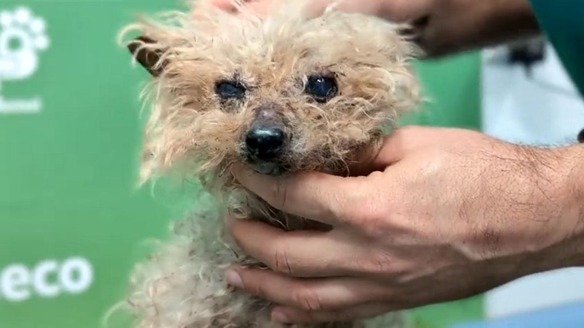 Momo, el perrito senior que busca familia en Córdoba y otras mascotas ...