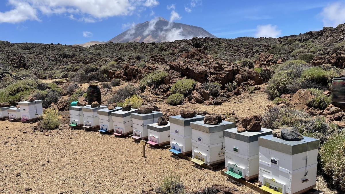 Las abejas melíferas impiden prosperar a siete de cada diez especies ...