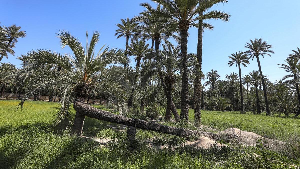 Volem Palmerar presenta su plan para transformar el Palmeral de Elche