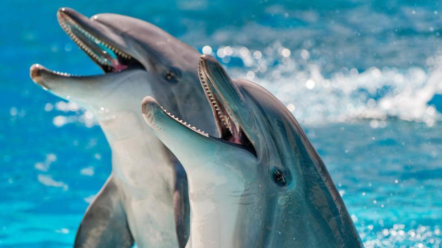 Los delfines macho ponen nombre a sus amigos y rivales