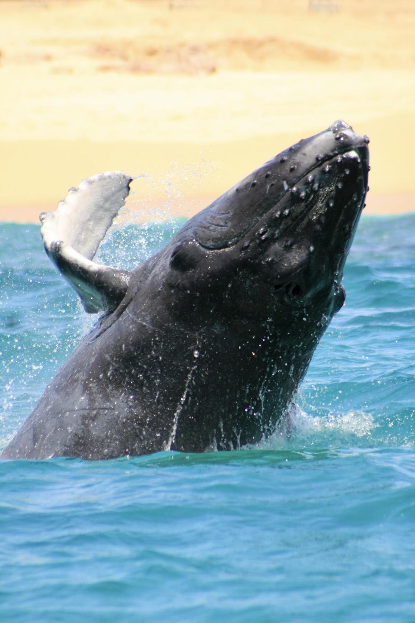 Alejandro Avello, el ovetense aliado de las ballenas jorobadas que ...